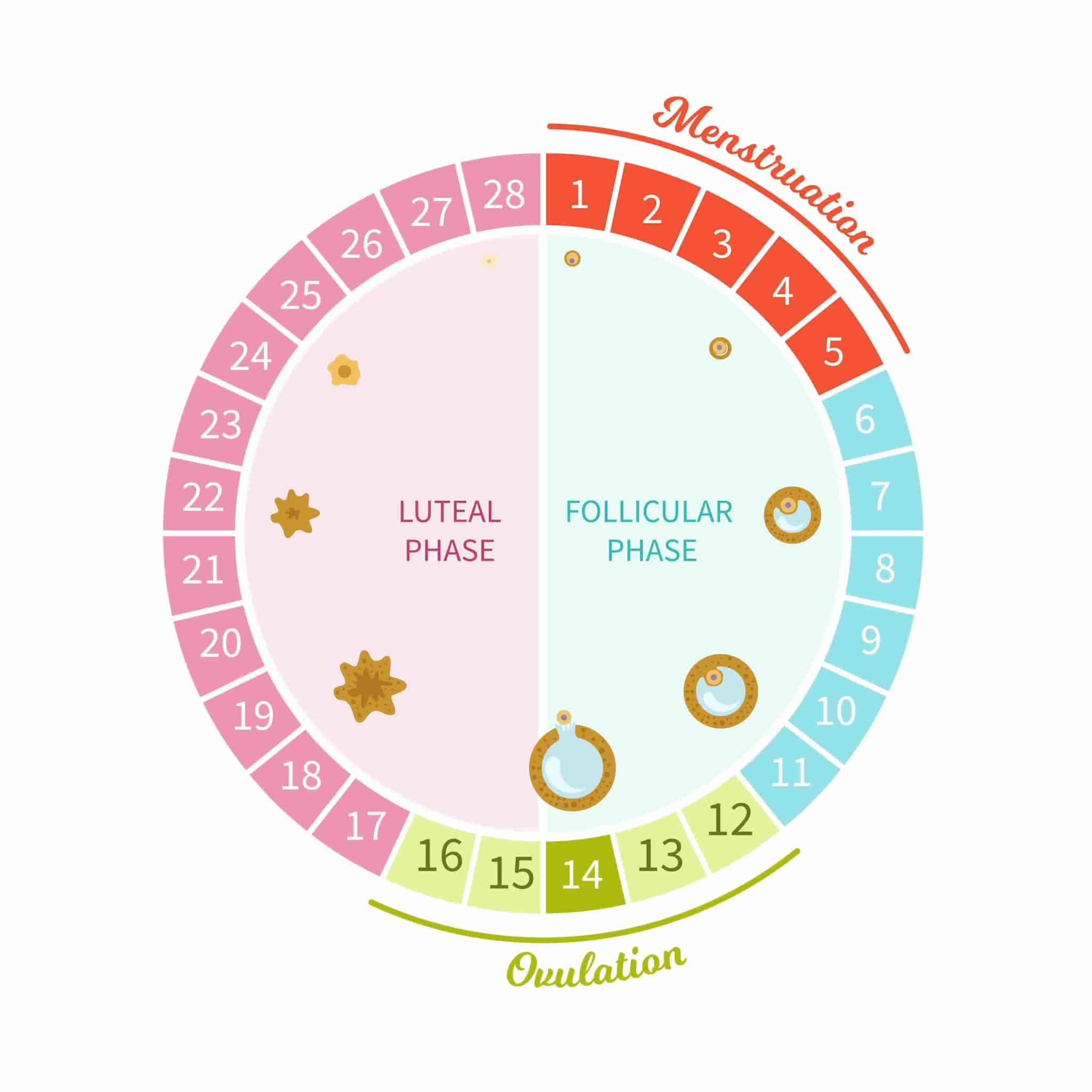 Perimenopause Vs Menopause- Pandia Health